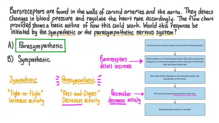 Sympathetic And Parasympathetic Nervous System Chart