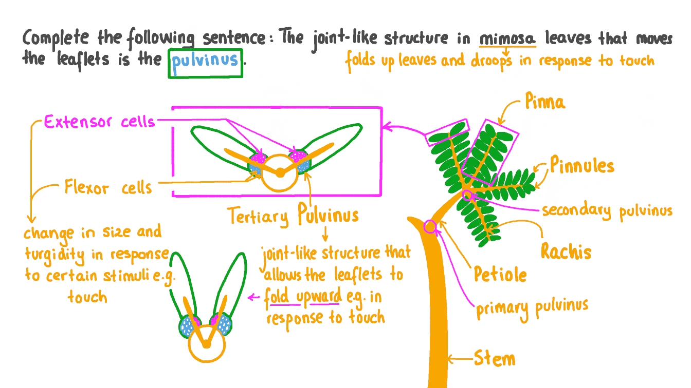 Question Video Identifying The Joint like Structure Of Mimosa Leaves