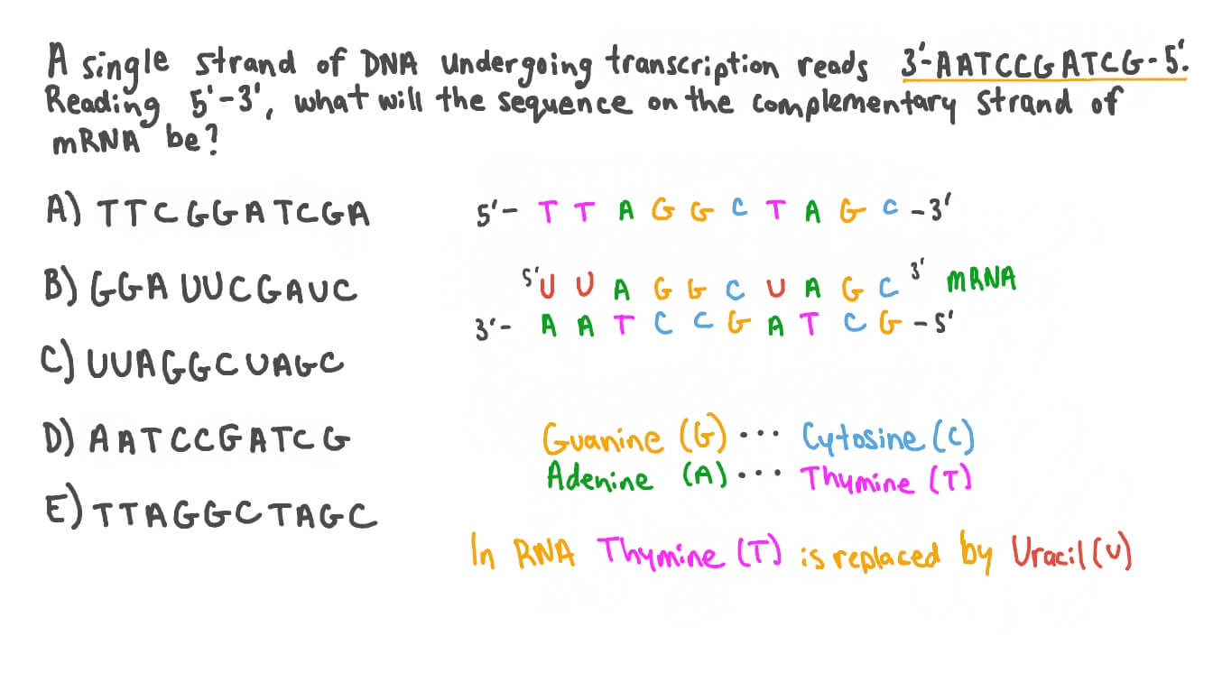 ion Video Converting A DNA Sequence To MRNA Nagwa
