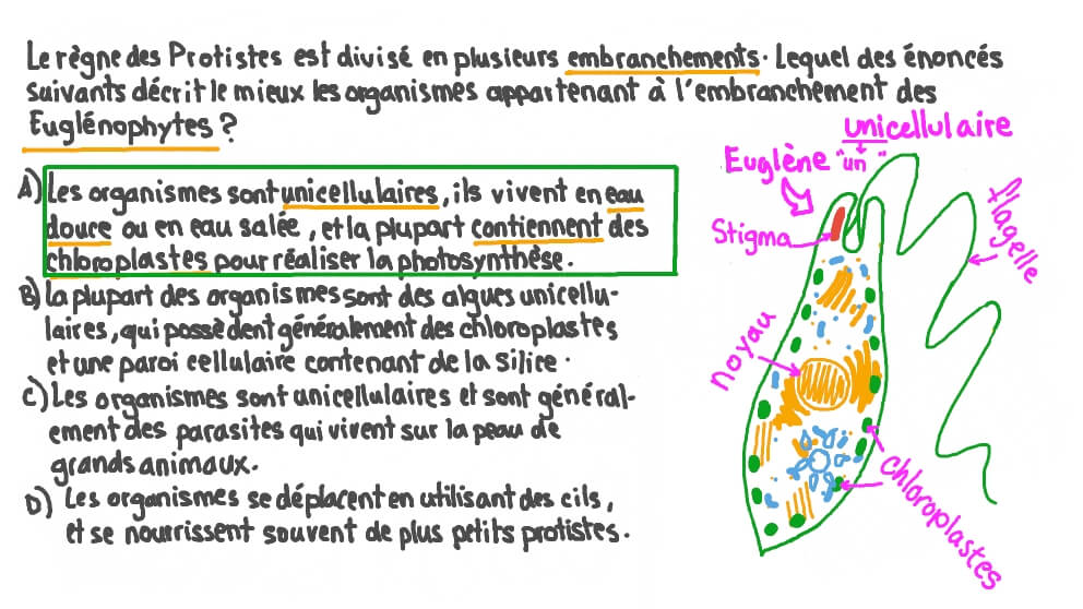 Question Video: Identifier les caractéristiques de l’embranchement des ...