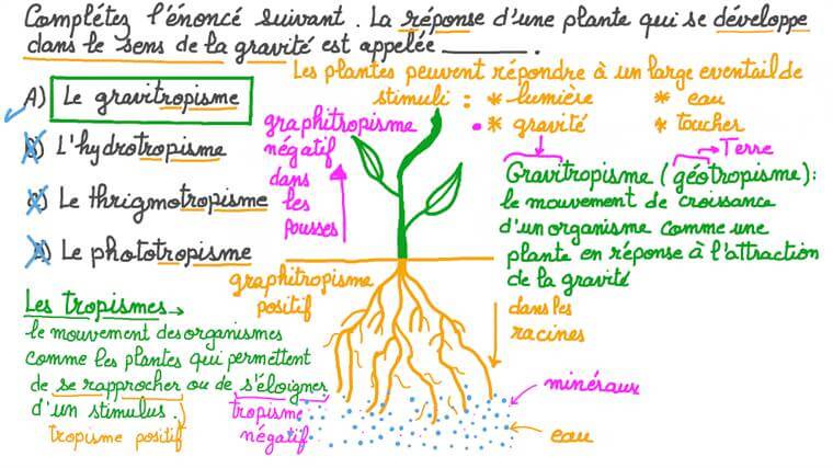 Leçon : Tropismes chez les plantes | Nagwa