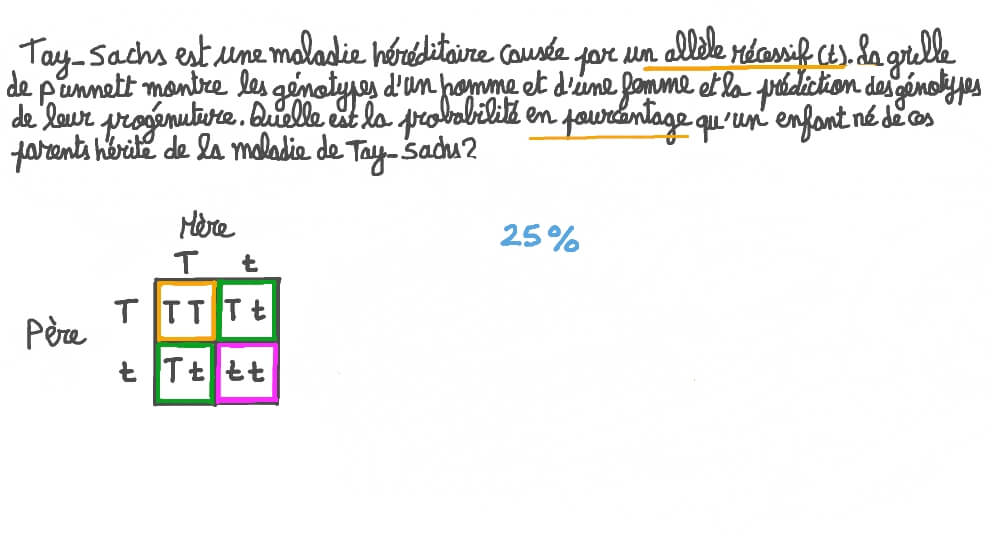 Question Video: Interpréter une grille de Punnett pour déterminer l ...