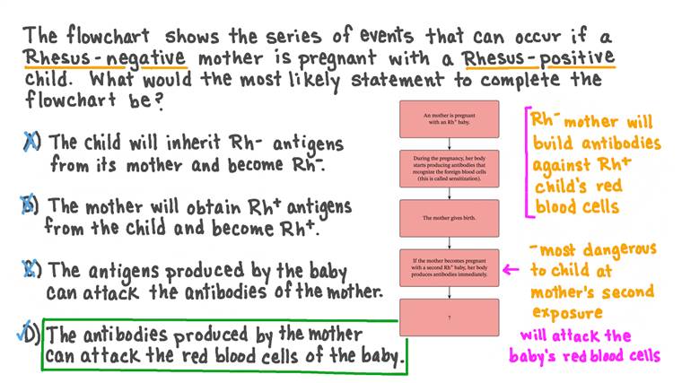 Lesson: Blood Groups and Rhesus Factors | Nagwa