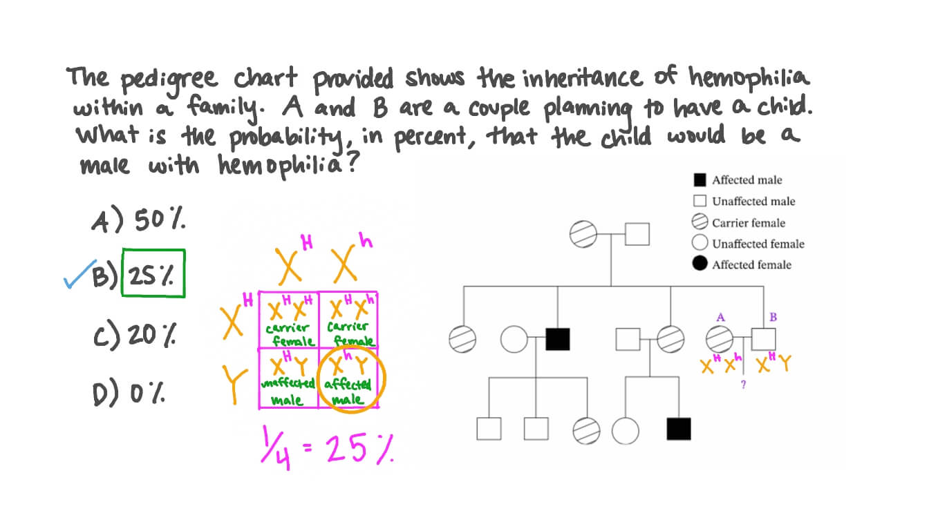 ion Video Using A Punnett Square To Predict The Inheritance Of 