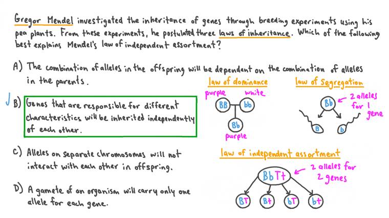Lesson: Monohybrid Inheritance | Nagwa
