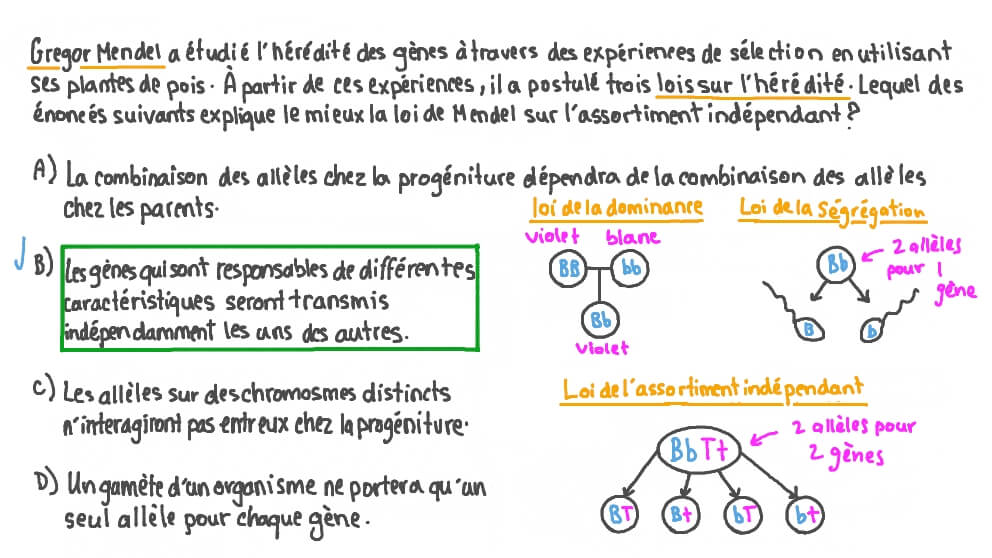 Question Video: Rappeler la loi de Mendel sur l’assortiment indépendant | Nagwa