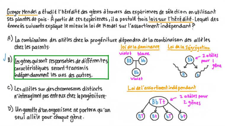 Leçon : Monohybridisme | Nagwa