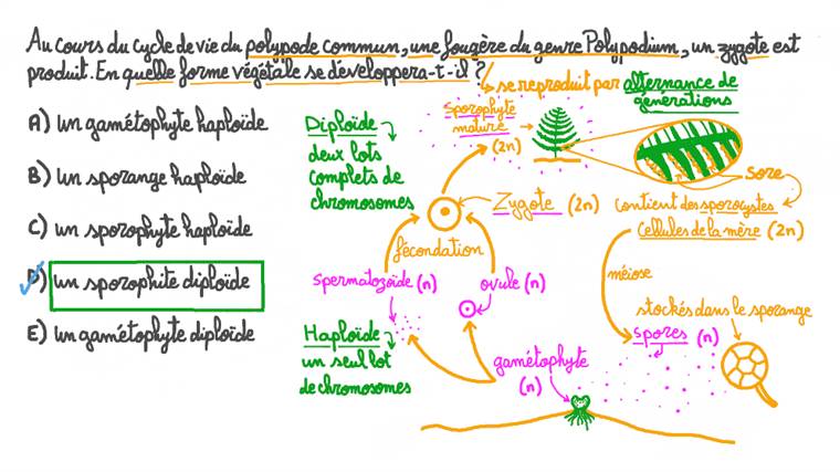 Leçon : Modes de reproduction sexuée | Nagwa