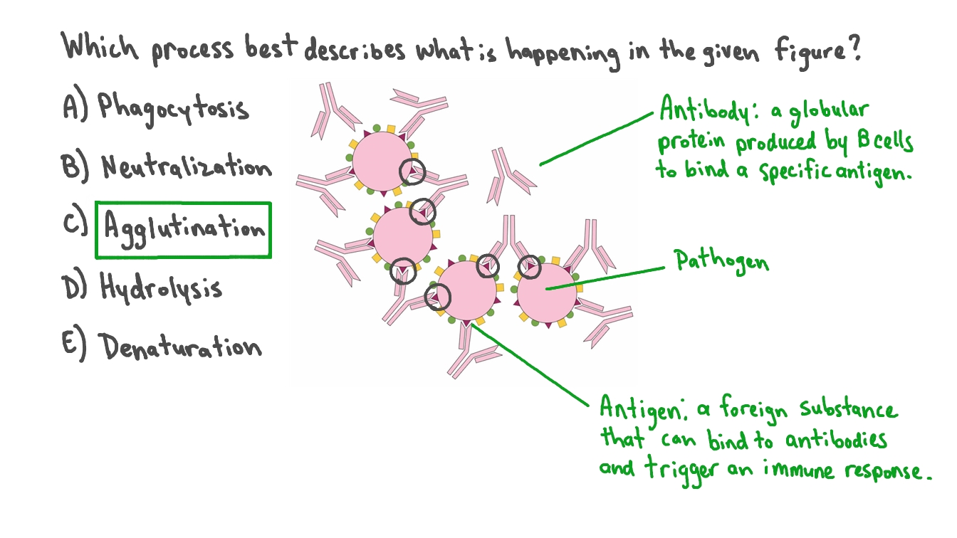 Question Video: Determining the Type of Immune Process from a Diagram ...