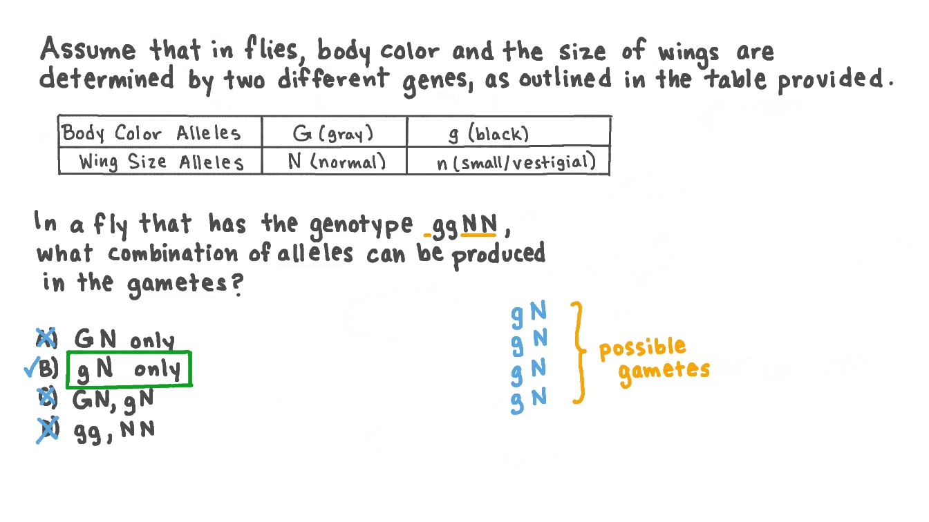 Question Video Determining The Combination Of Alleles Present In