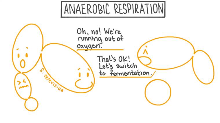Anaerobic Respiration Memes