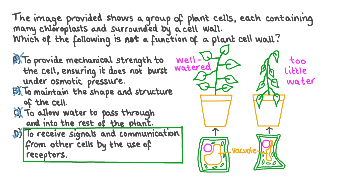 Question Video Recalling The Functions Of A Plant Cell Wall Nagwa