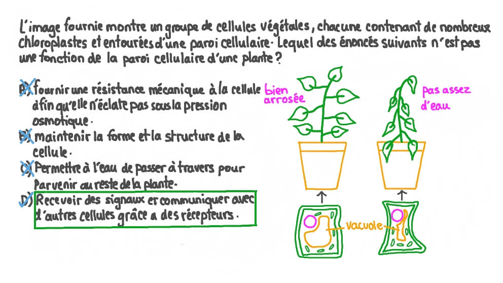 Question Video: Rappeler les fonctions d’une paroi végétale | Nagwa