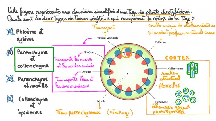 Leçon: Structure de la tige | Nagwa