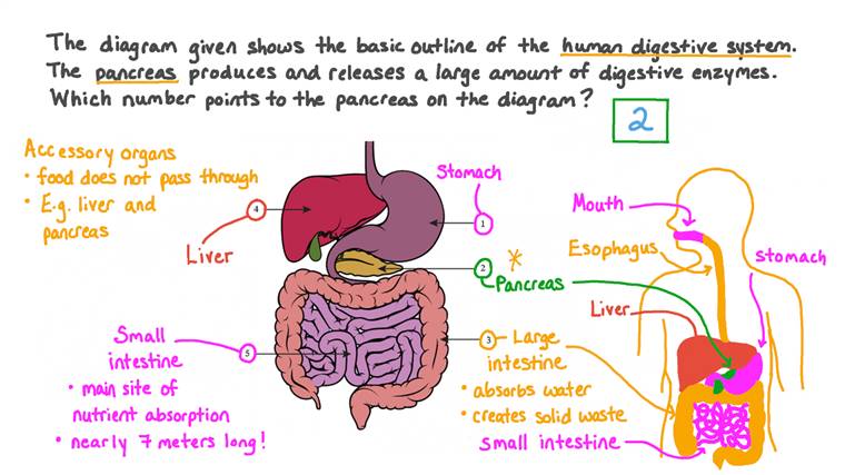 Lesson: Enzymes in Digestion | Nagwa