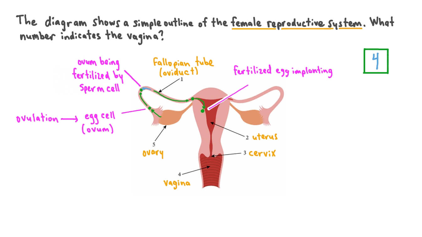 Question Video Identifying The Vagina On A Diagram Of The Female 