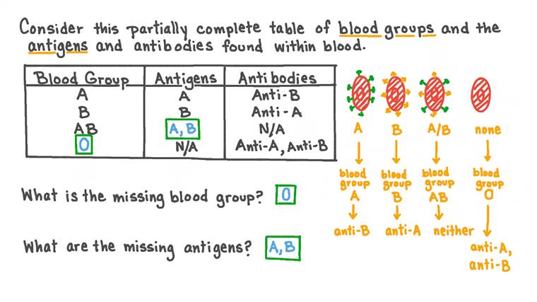 Lesson: Blood Groups and Rhesus Factors | Nagwa