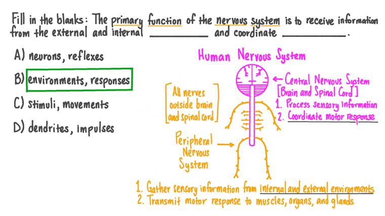 Lesson: Organization of the Nervous System | Nagwa