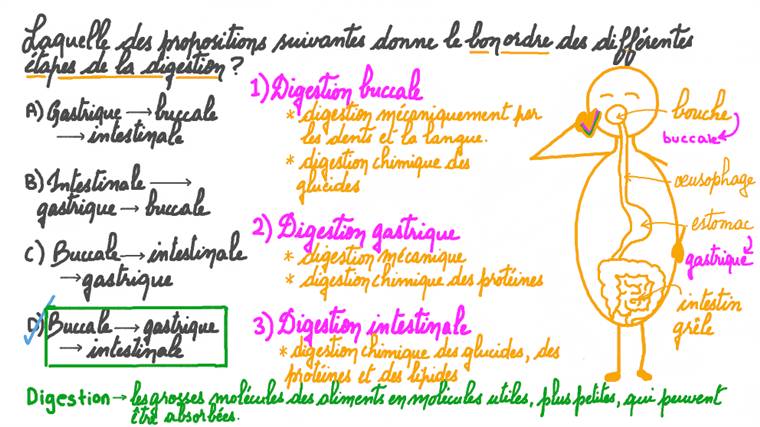 Leçon: Processus de digestion | Nagwa