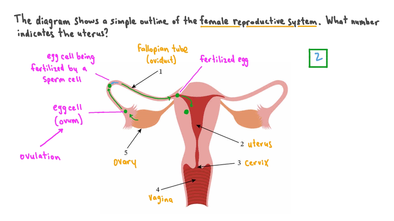 Question Video Identifying The Uterus On A Diagram Of The Female 