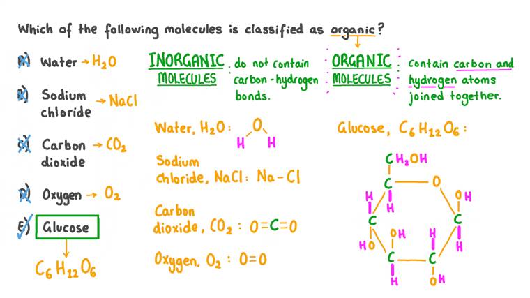 Lesson: Biological Macromolecules | Nagwa