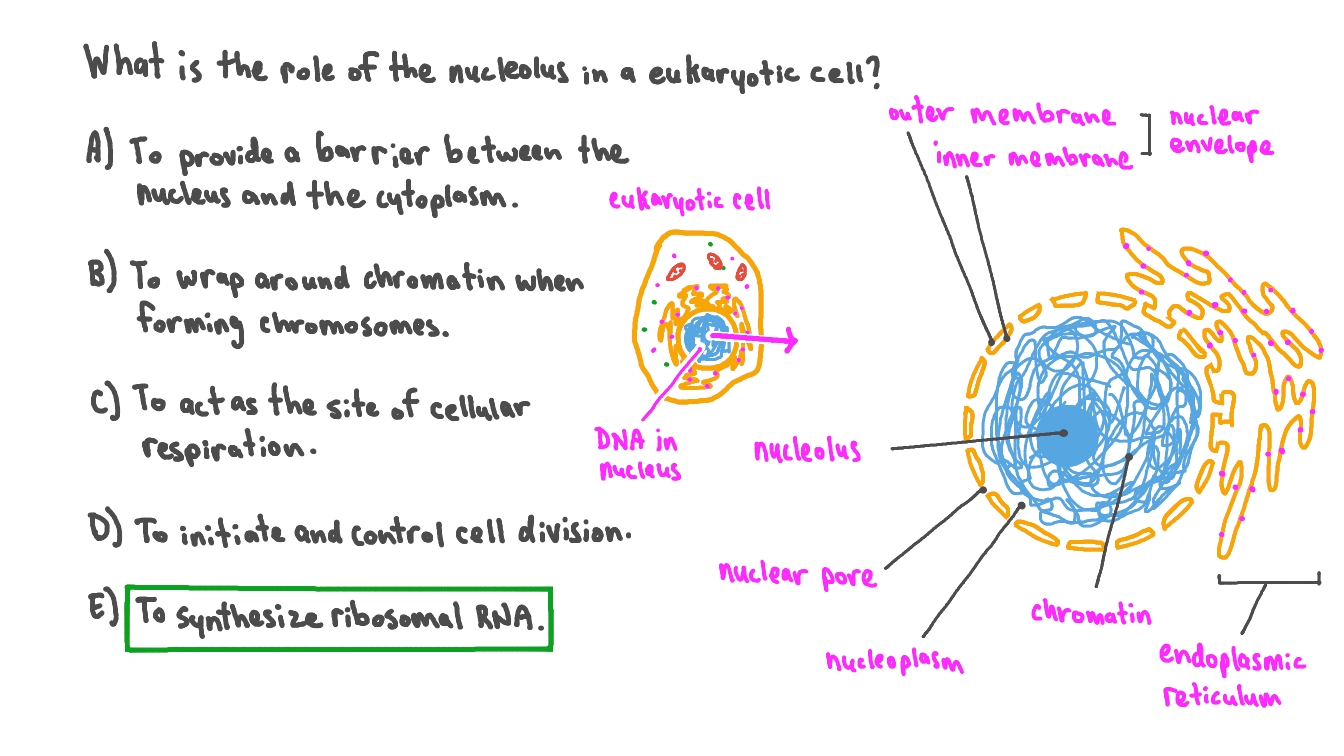 Question Video Defining The Role Of The Nucleolus Nagwa