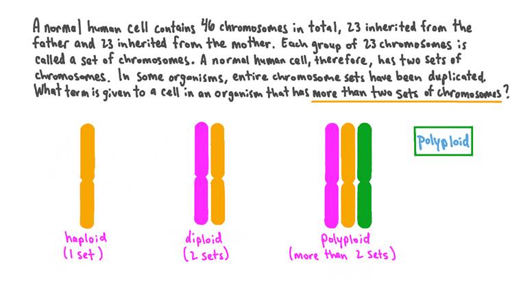 Lesson: Genetic and Chromosomal Mutations | Nagwa