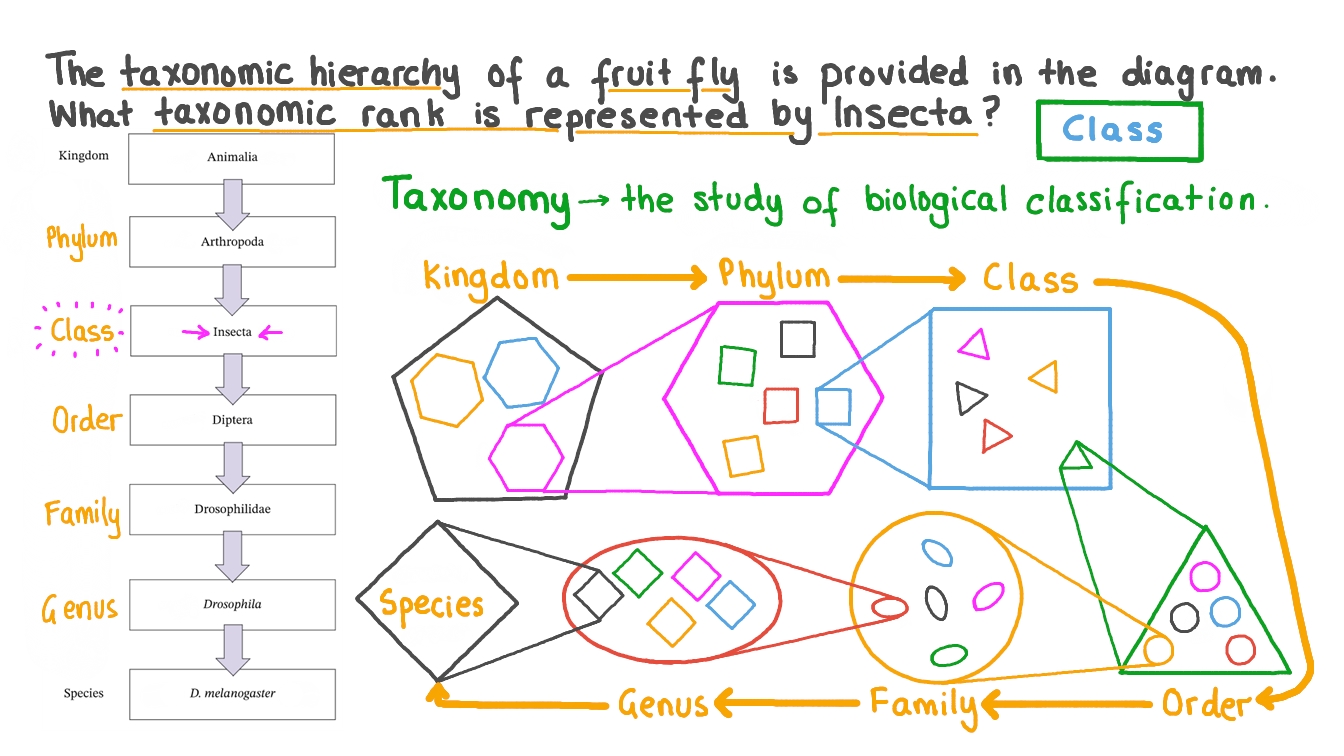 Question Video: Identifying the Taxonomic Rank Represented by “Insecta ...