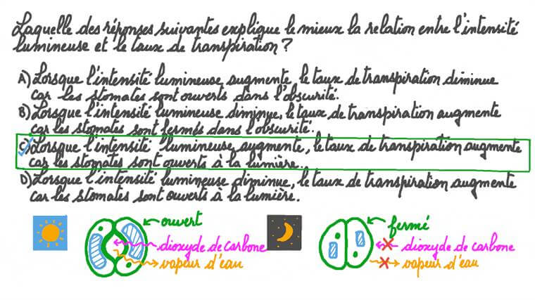 Leçon: La transpiration végétale | Nagwa