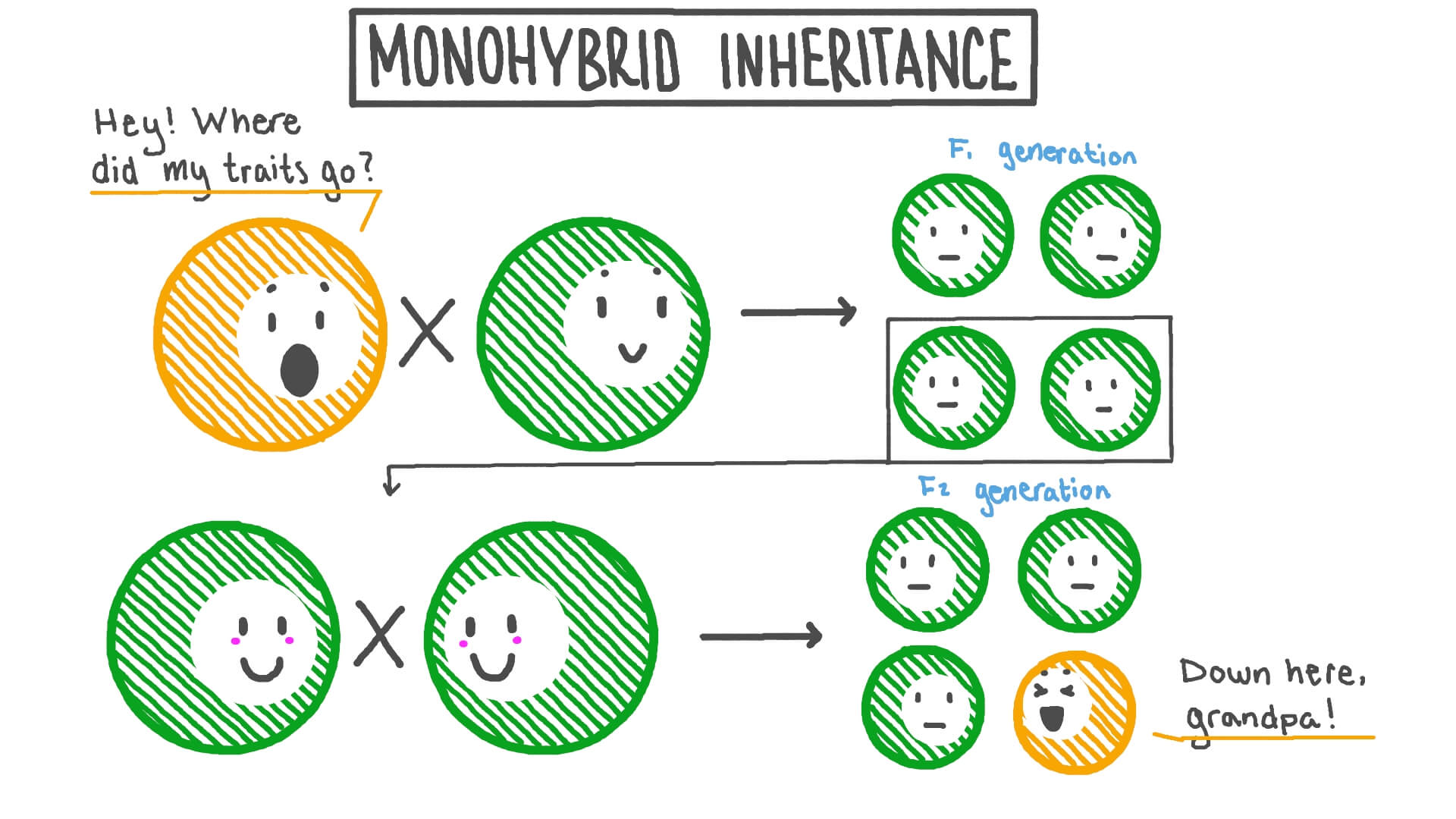 Lesson Video Monohybrid Inheritance Nagwa
