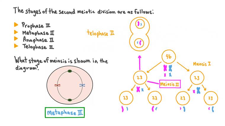 Meiosis Metaphase 2