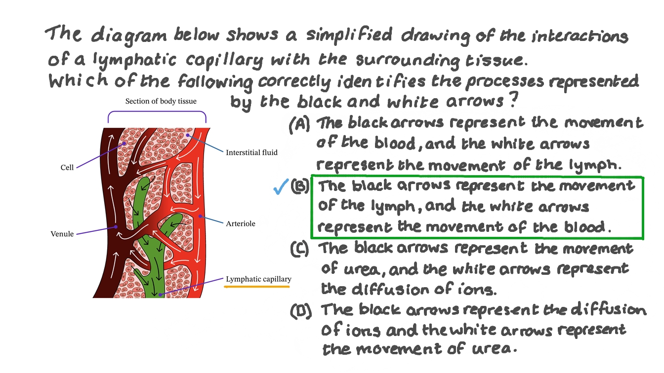 Question Video: Describing the Interactions between the Lymphatic and ...