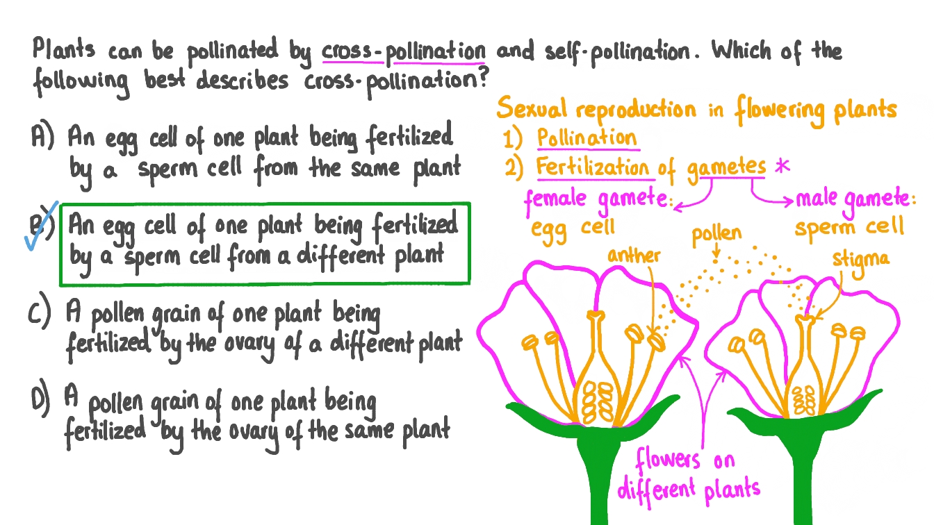 ion Video Describing The Process Of Cross pollination Nagwa