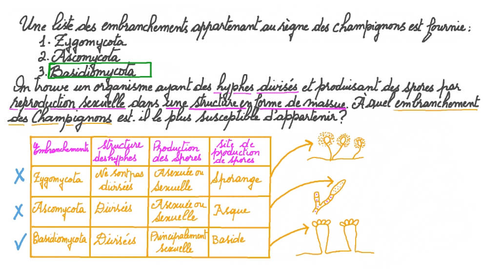 Question Video: Classifier les organismes dans l’embranchement des ...