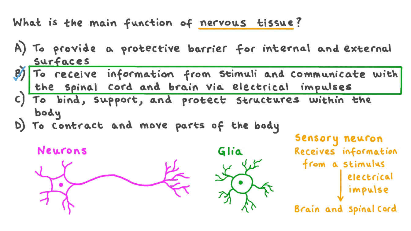 ion Video Describing The Function Of Nervous Tissue Nagwa