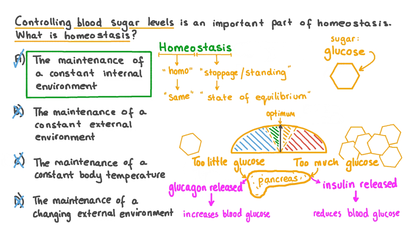 Question Video Defining The Term Homeostasis Nagwa