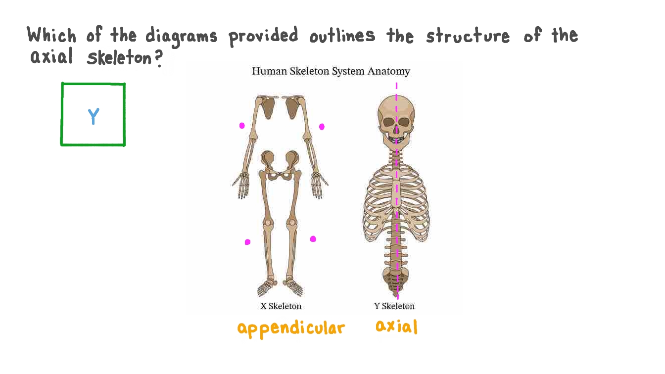 Question Video Identifying The Axial Skeleton From Diagrams Of The