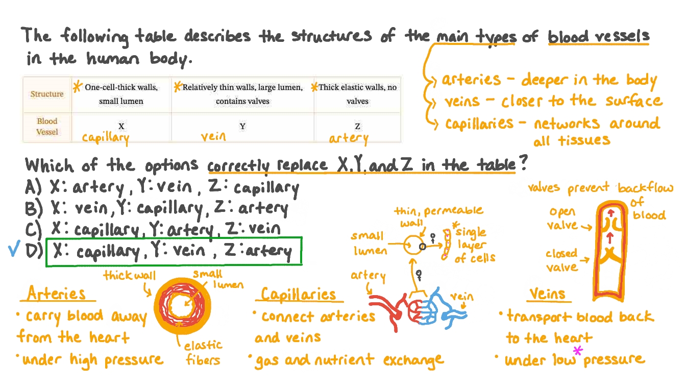 Question Video: Completing a Table to Show the Structure of Each of the ...