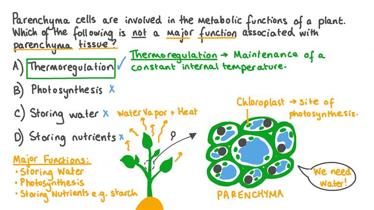 Parenchymal Tissue Plant Tissue Plant Tissue Refers To A Group Of