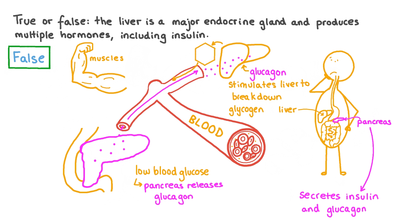 Question Video: Determining If the Liver Is an Endocrine Gland | Nagwa