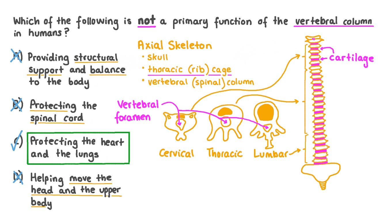 Question Video Recalling The Functions Of The Vertebral Column In