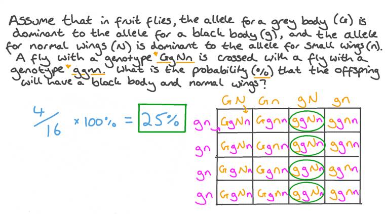 Lesson Dihybrid Inheritance Nagwa