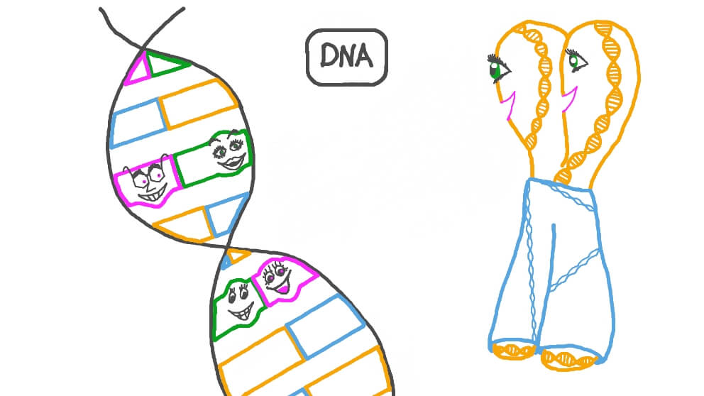 درس: الحمض النووي (DNA) | نجوى