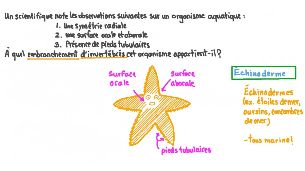 Question Video: Identifier l’embranchement d’un organisme aquatique ...