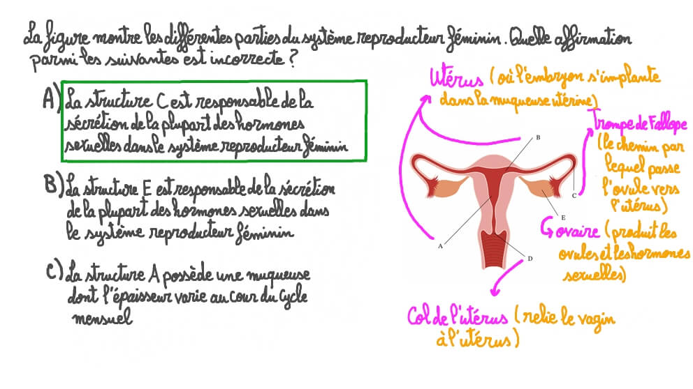 Question Video: Identifier la fonction des différentes parties du ...