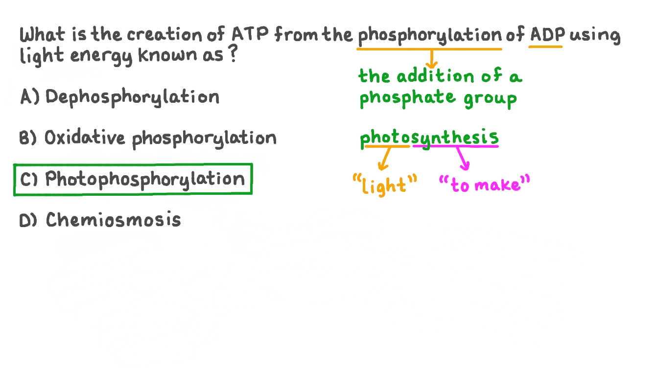 Question Video: Defining the term 'Photophosphorylation' | Nagwa