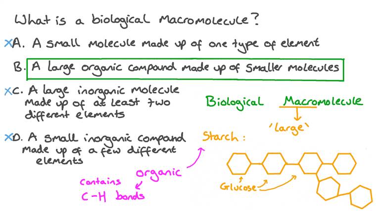 Lesson: Biological Macromolecules | Nagwa