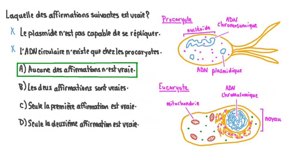 Question Video: Rappel des faits concernant les plasmides et le ...