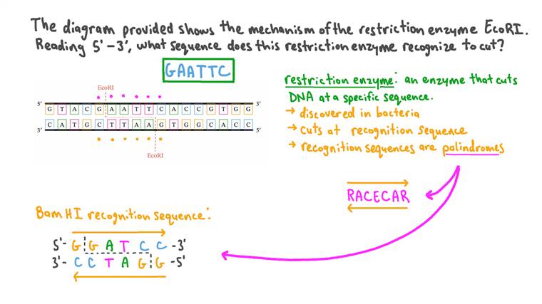 Lesson: Using Restriction Enzymes | Nagwa