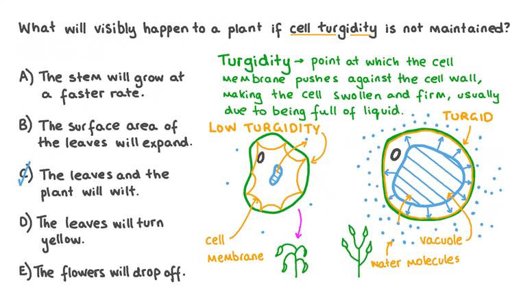 Lesson Playlist | Nagwa